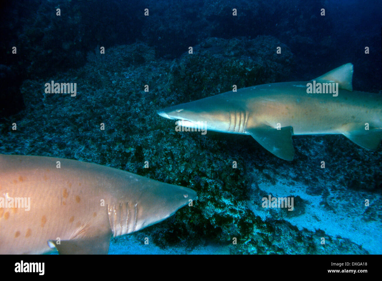 Grey nurse shark ragged tooth hi-res stock photography and images - Alamy