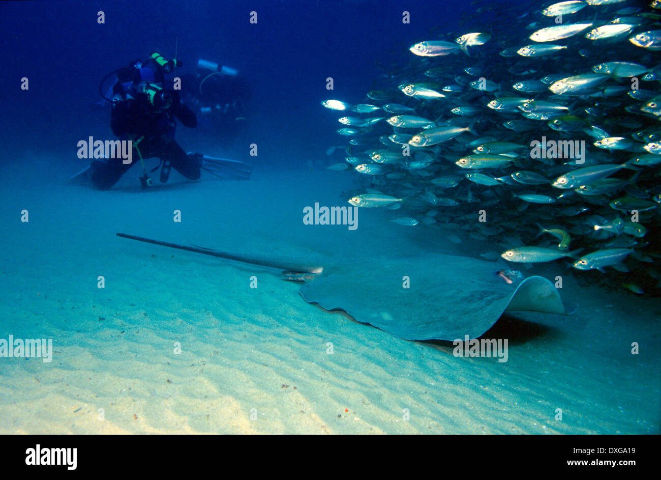 Ribbon ray at ponta do ouro hi-res stock photography and images - Alamy