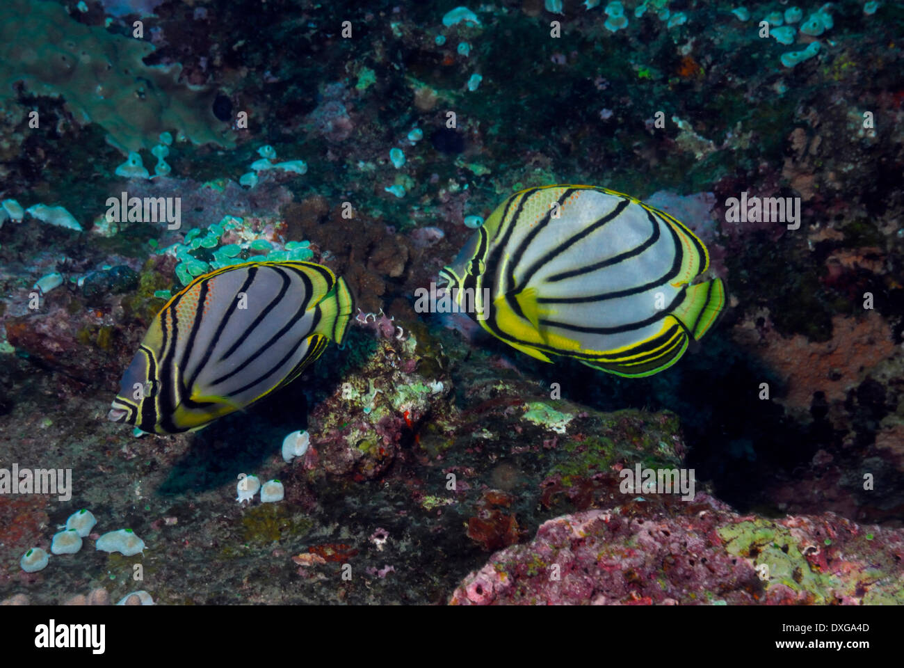 Meyer's Butterflyfish, Ponta do Ouro, Mozambique Stock Photo - Alamy
