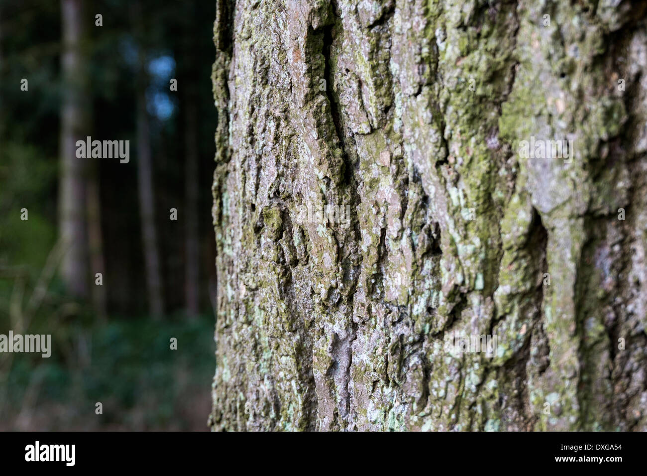Pine Tree Bark in an English Wood Stock Photo - Alamy