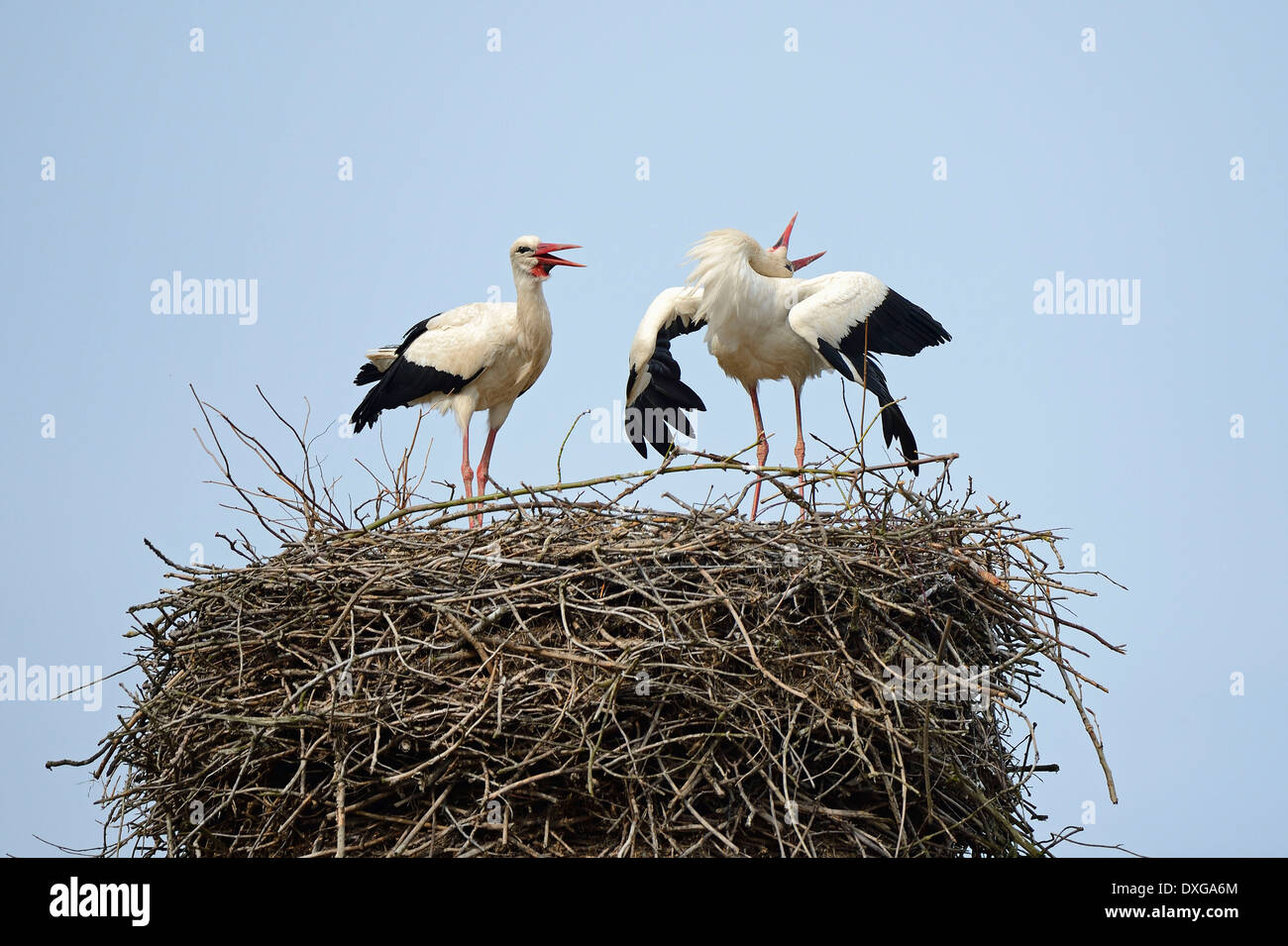White Storks (Ciconia ciconia), greeting each other, on nest, stork ...