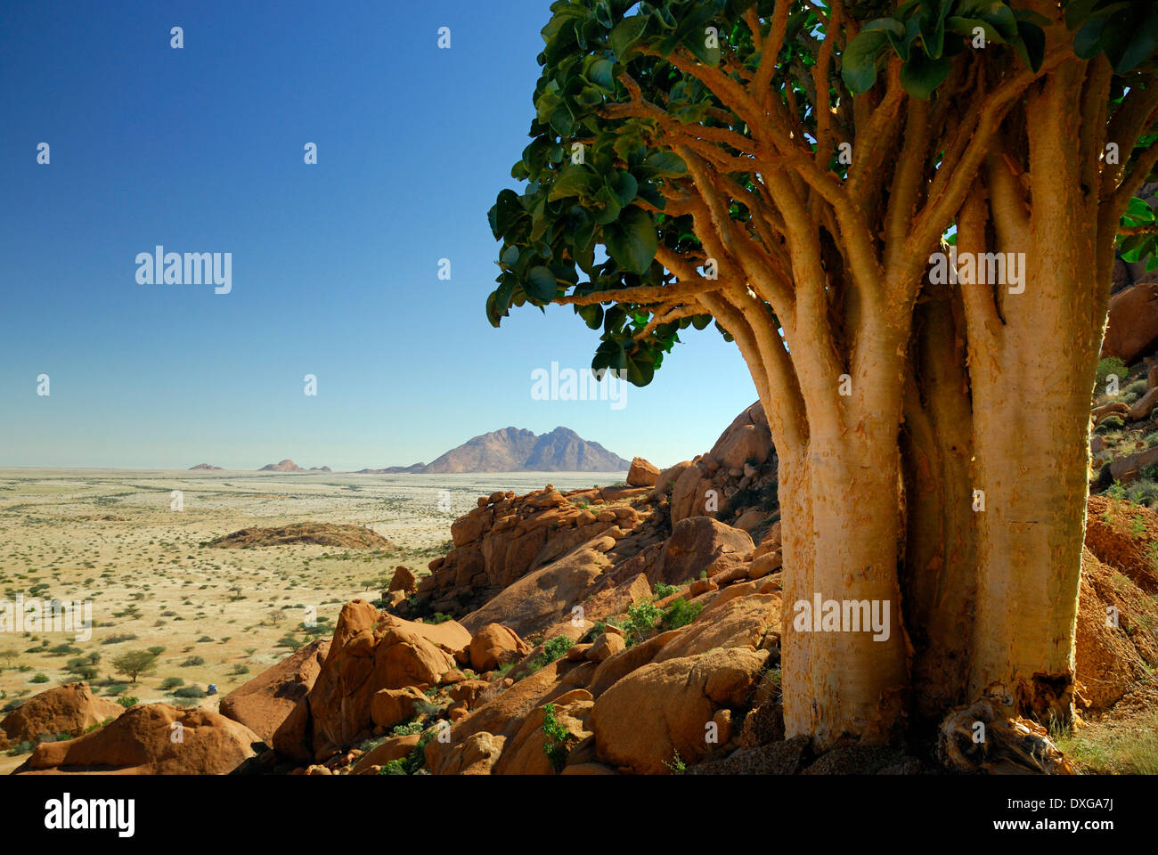 Succulent Cyphostemma currori plant growing at Spitzkoppe, Namibia ...