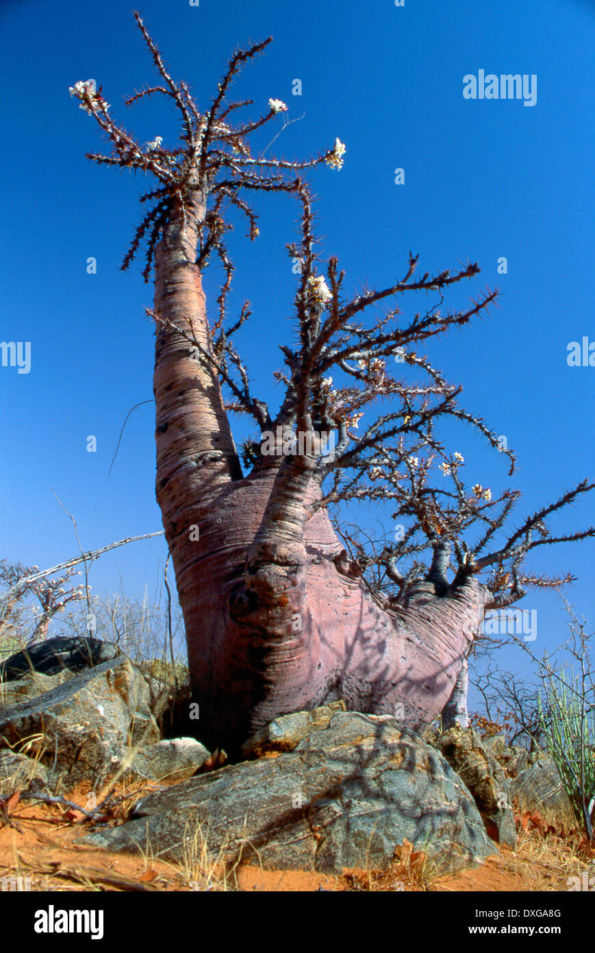 Pachypodium species hi-res stock photography and images - Alamy