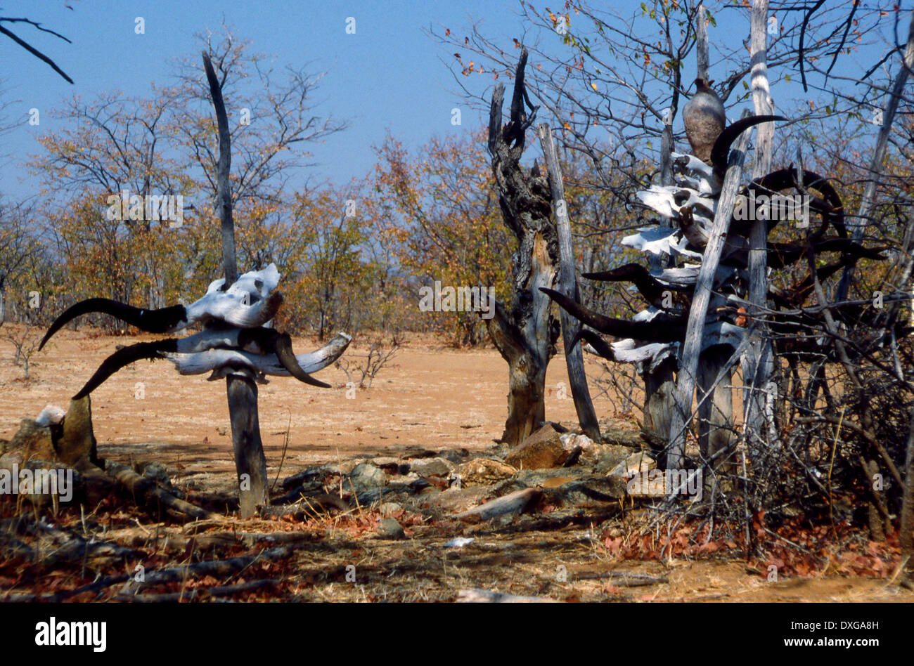 Himba Chief's grave decorated with ox skulls, Kaokoveld, Namibia Stock ...