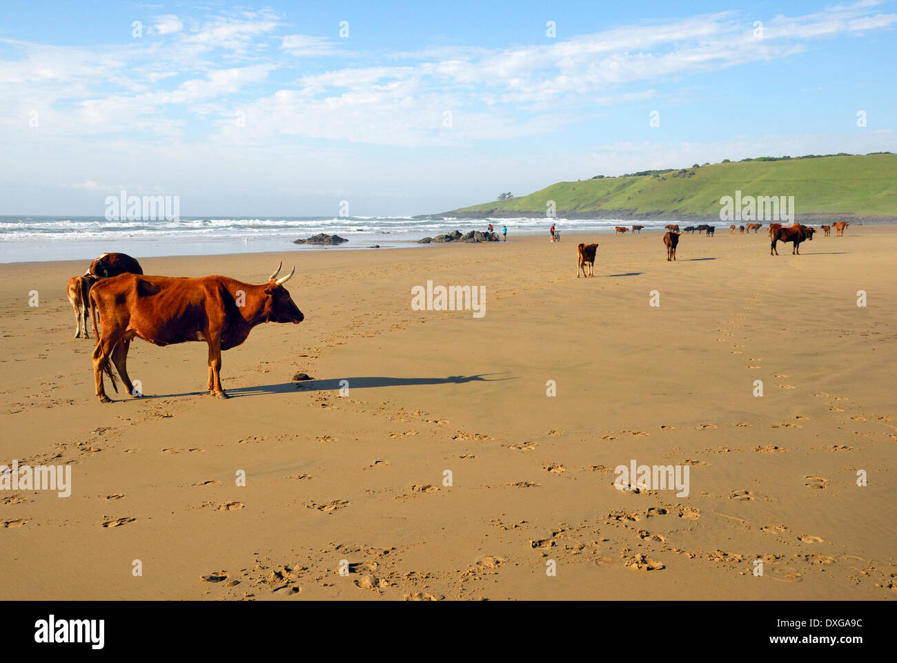 Mazeppa hi-res stock photography and images - Alamy