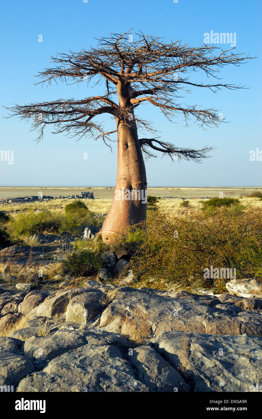 Baobab trees on granite rocks at Kubu Island on the edge of Sowa Pan in ...