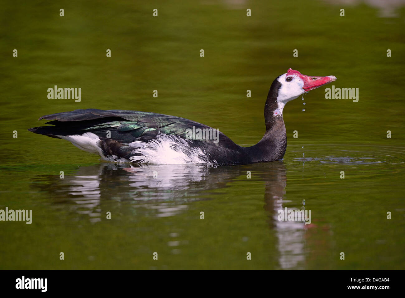 Spur winged geese plectropterus gambensis hi-res stock photography and ...