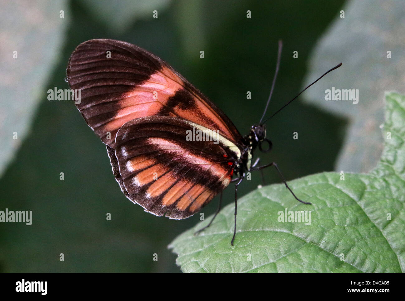 Postman Butterfly or Common Postman (Heliconius melpomene), 20 images ...