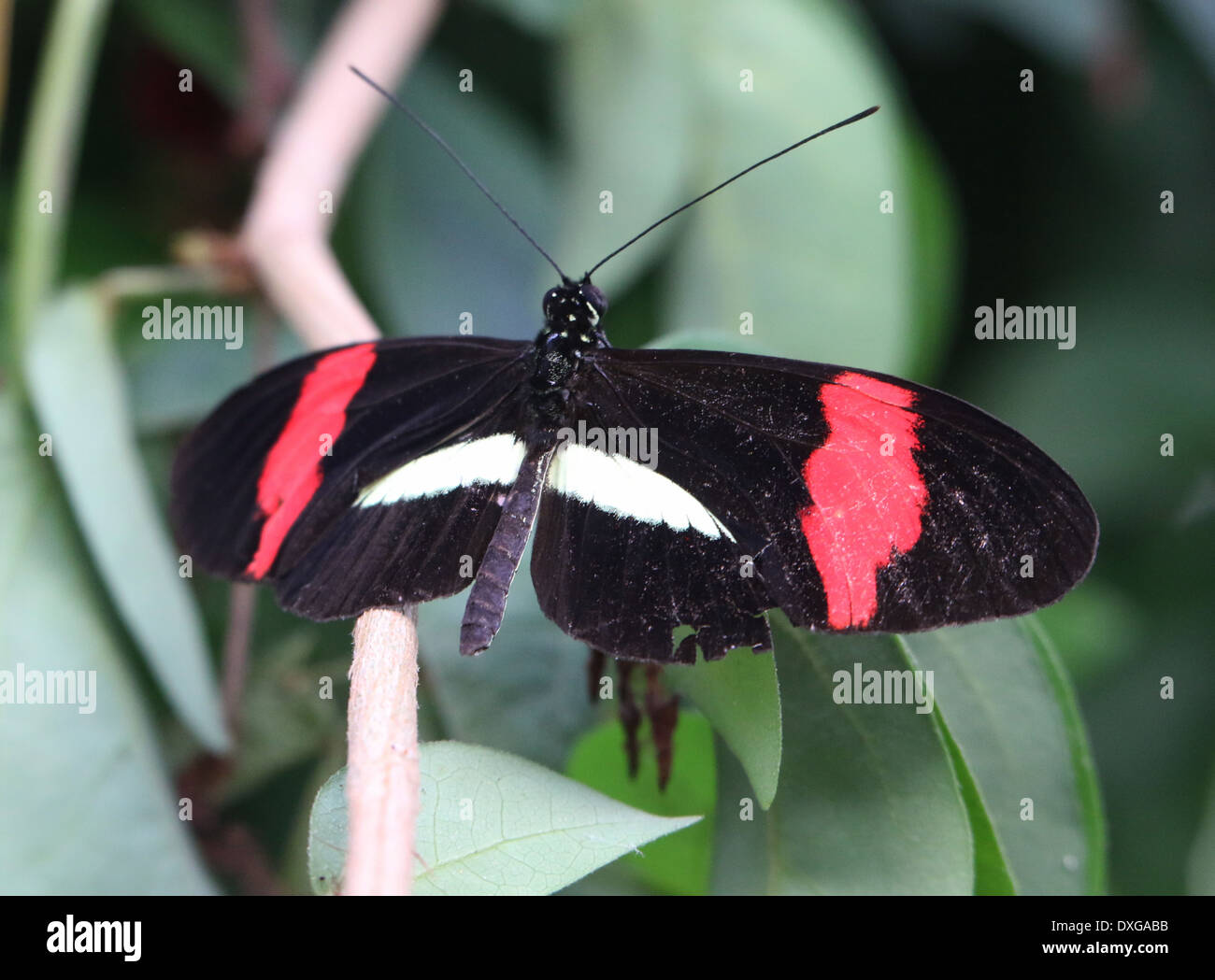 Common postman heliconius melpomene rosina hi-res stock photography and ...