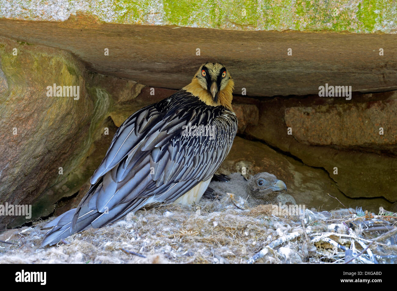 Vulture nest hi-res stock photography and images - Alamy
