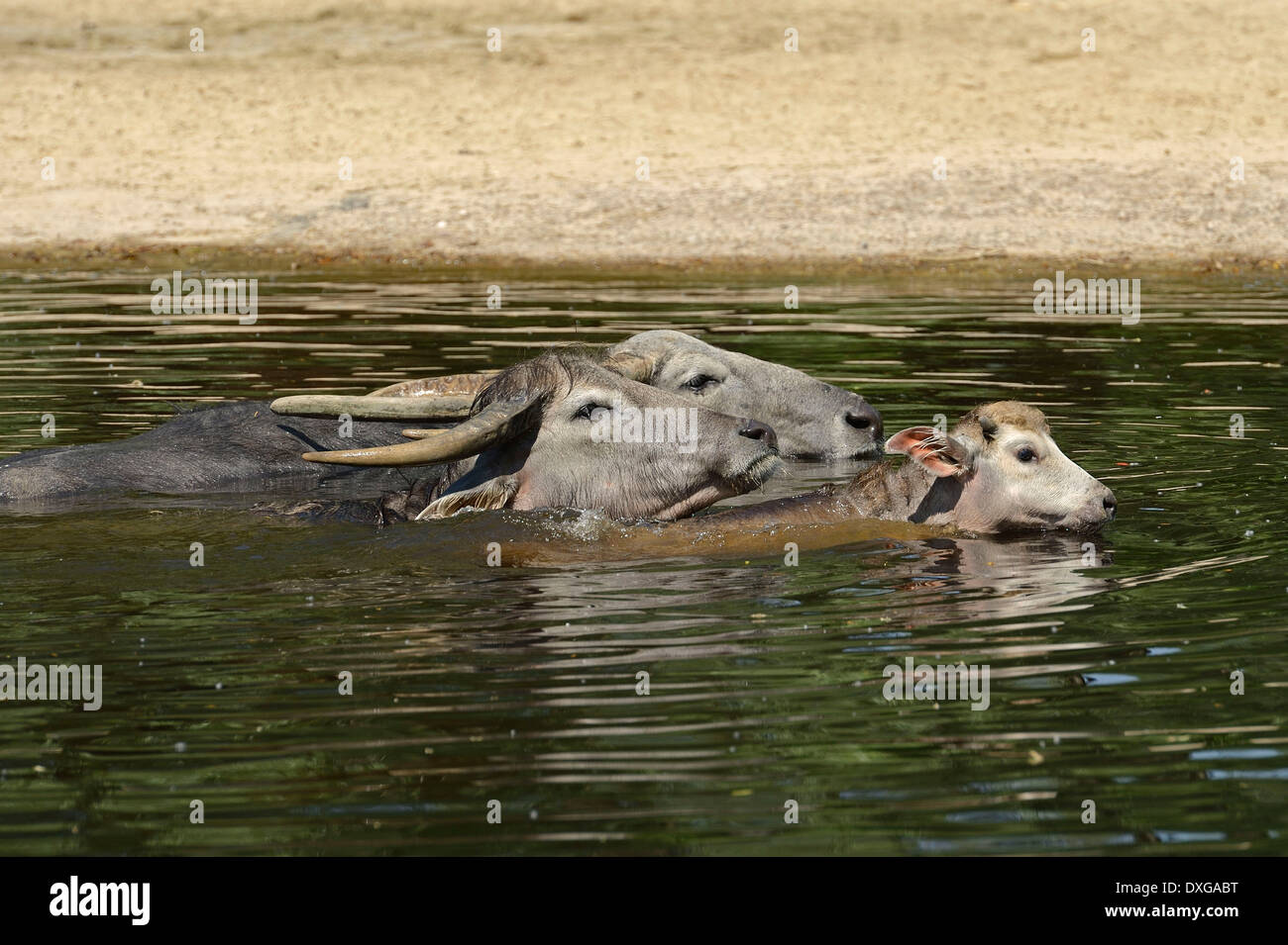 Young water buffalo hi-res stock photography and images - Alamy