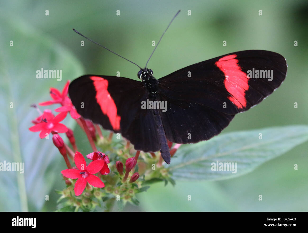 Postman Butterfly or Common Postman (Heliconius melpomene), 20 images ...