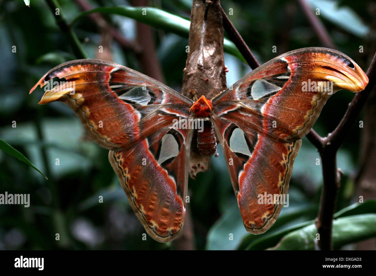 Atlas moth (Attacus atlas) close-up Stock Photo - Alamy