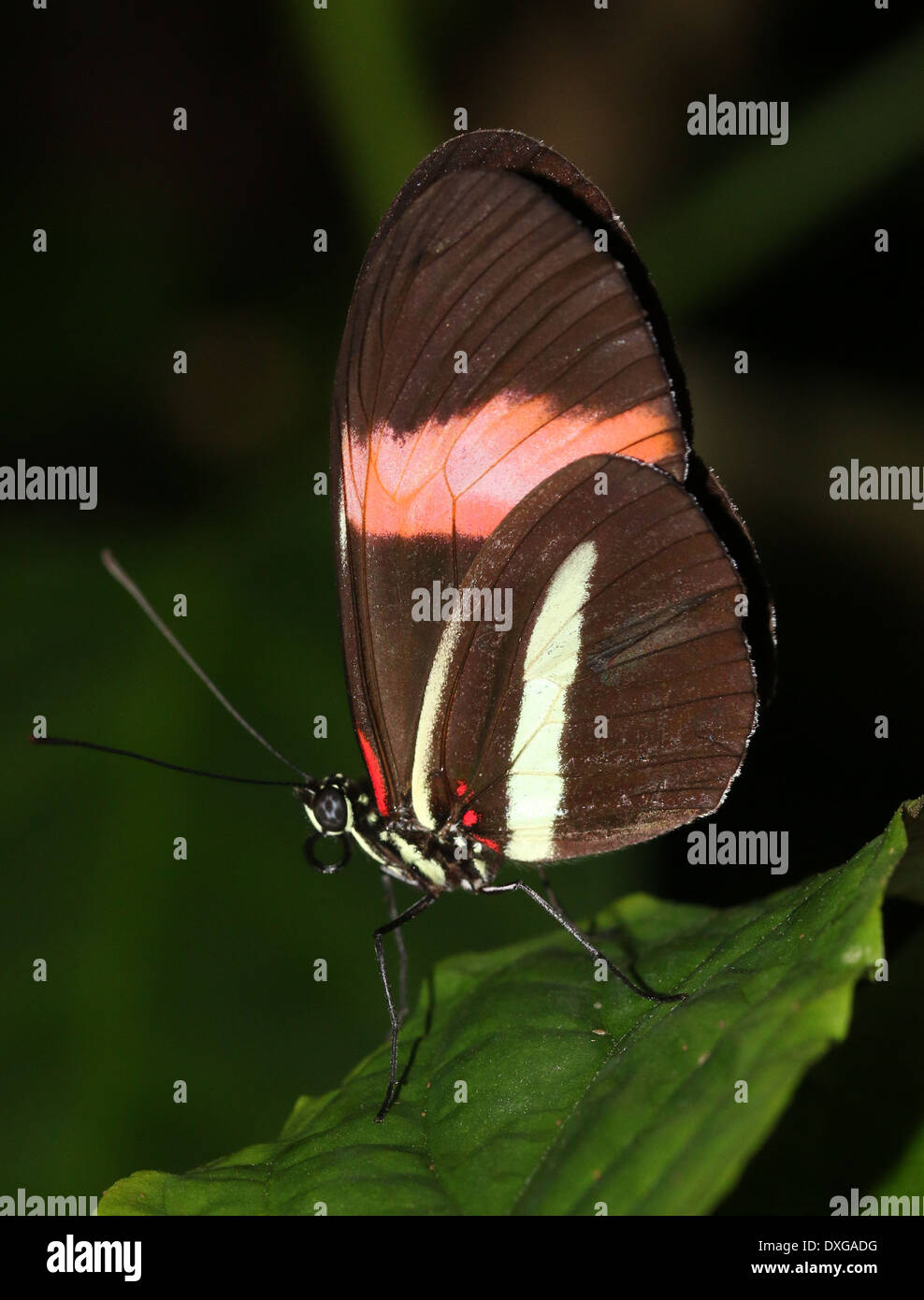 Postman Butterfly or Common Postman (Heliconius melpomene), 20 images ...