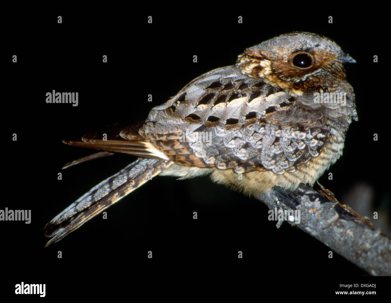 Nightjar image hi-res stock photography and images - Alamy