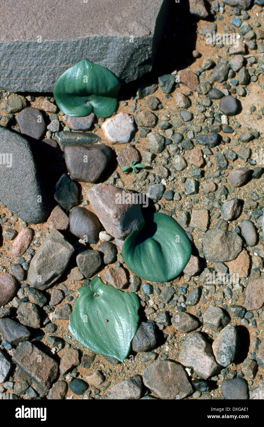 Flat single leaf plants growing in desert near Fish River Canyon Stock ...