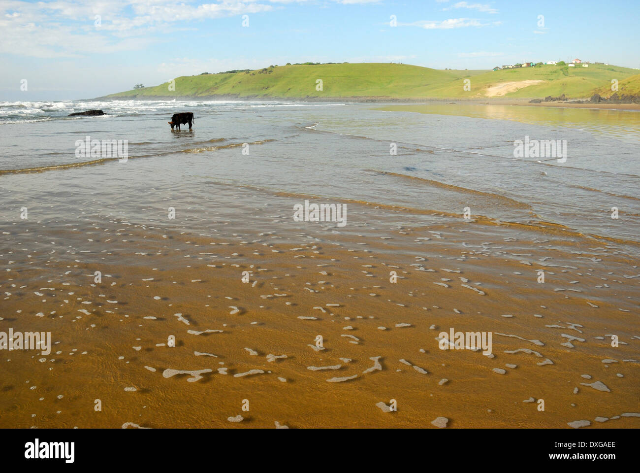 Cattle on the beach, Mazeppa Bay, Wild Coast, Transkei, Eastern Cape ...