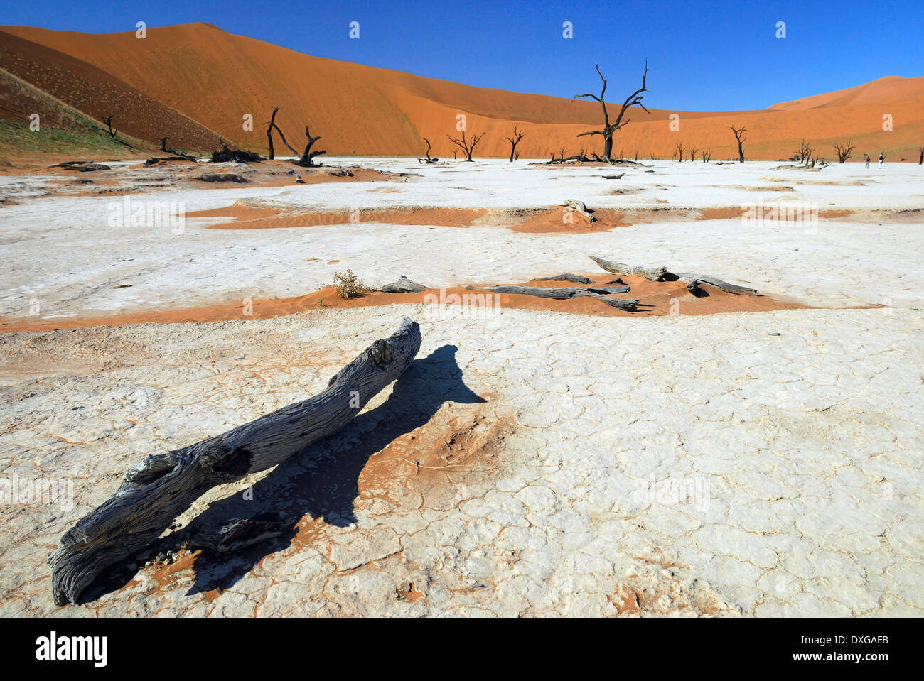 Ancient dead trees, cracked salt pan and red sand dunes at the Dead Pan ...