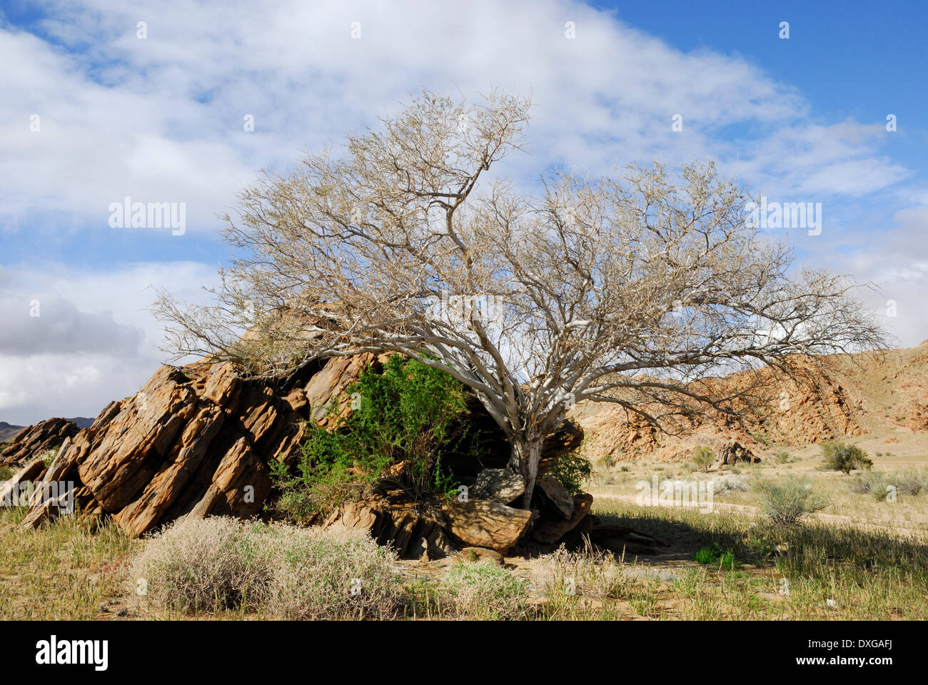 'shepherd's tree'' hi-res stock photography and images - Alamy
