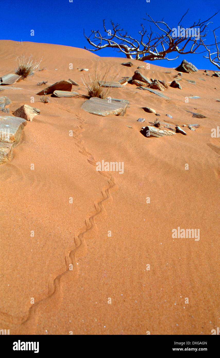 Snake track in sand hi-res stock photography and images - Alamy