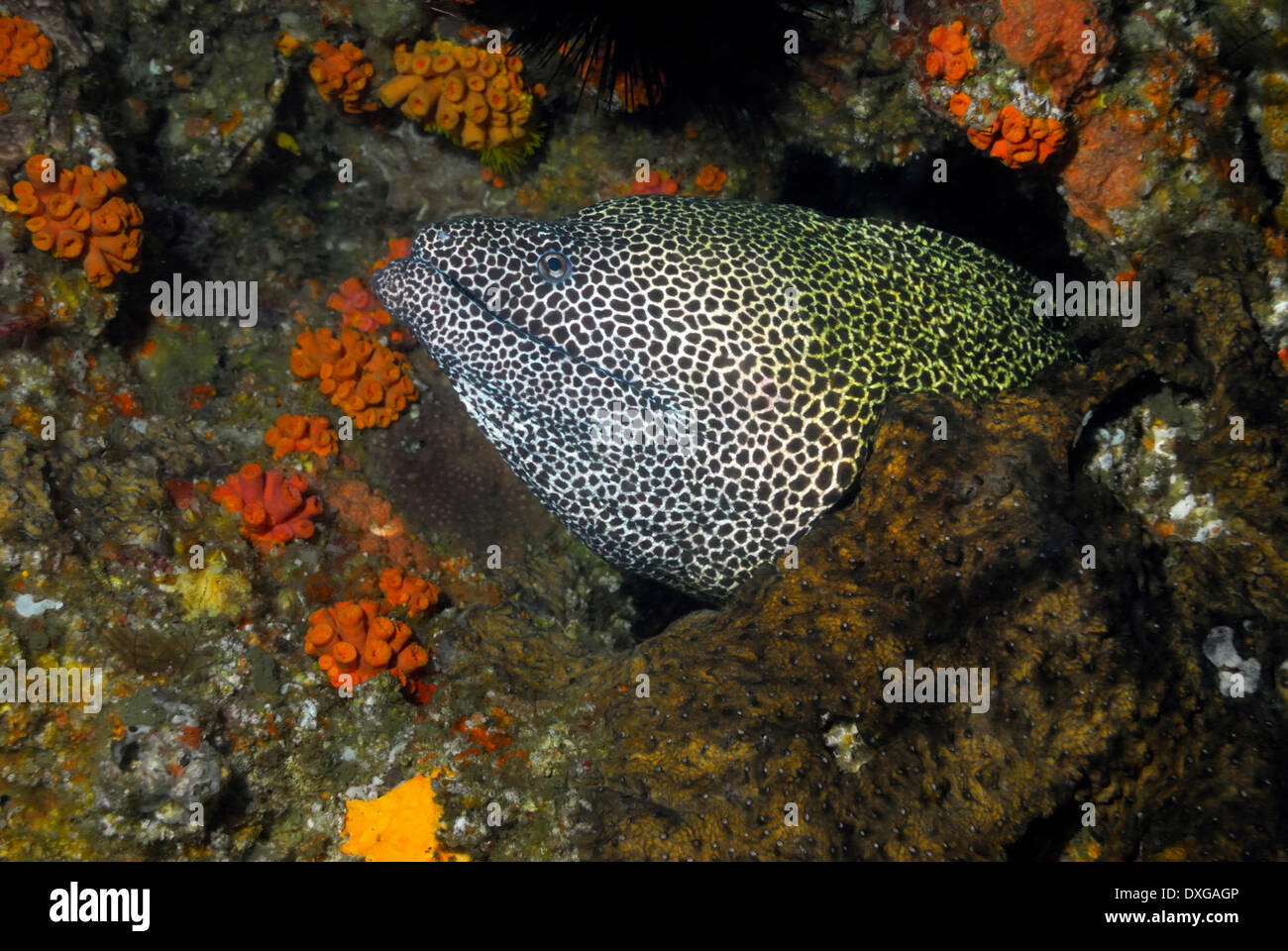 Moray mozambique hi-res stock photography and images - Alamy