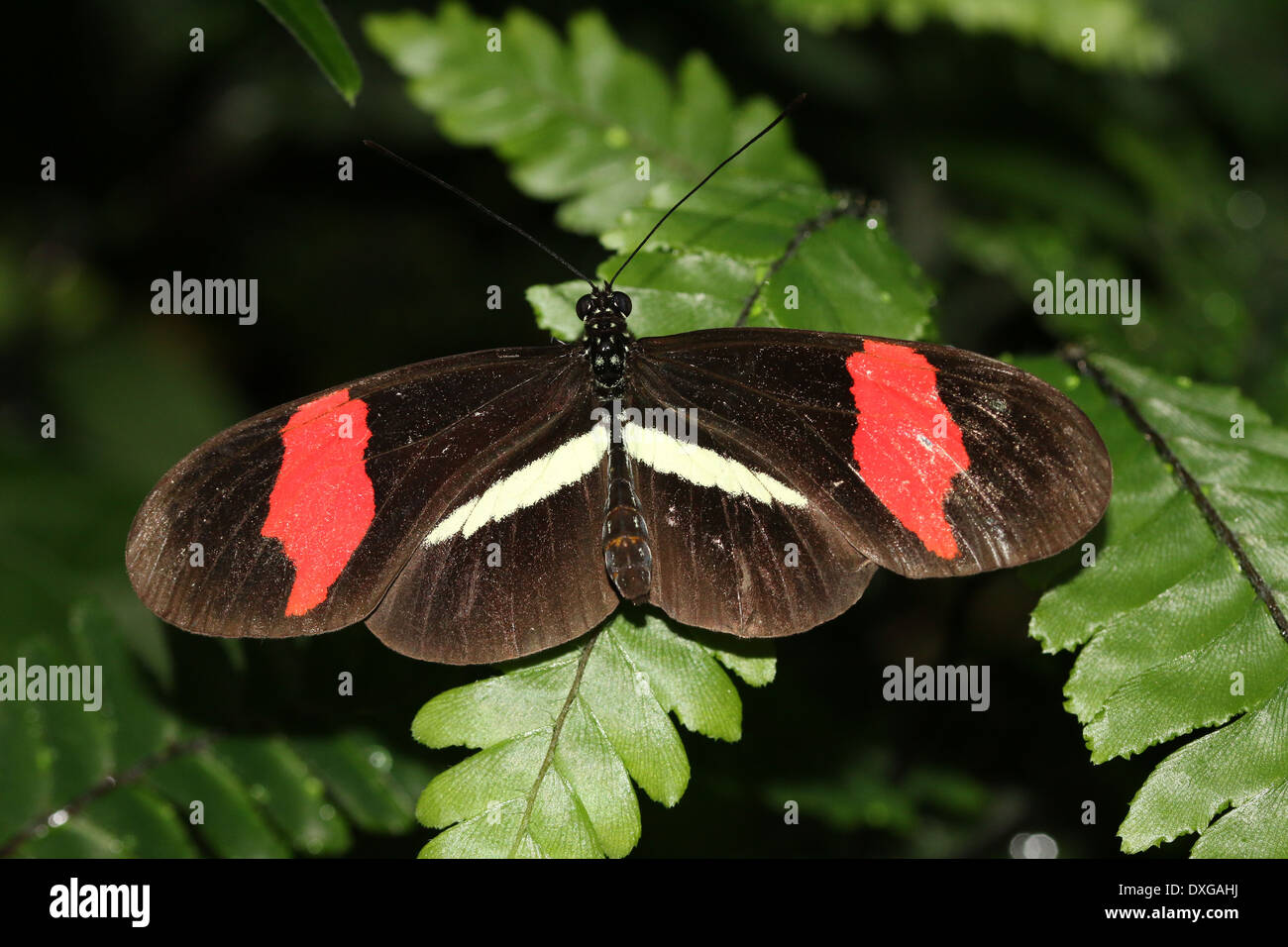 Postman Butterfly or Common Postman (Heliconius melpomene), 20 images ...