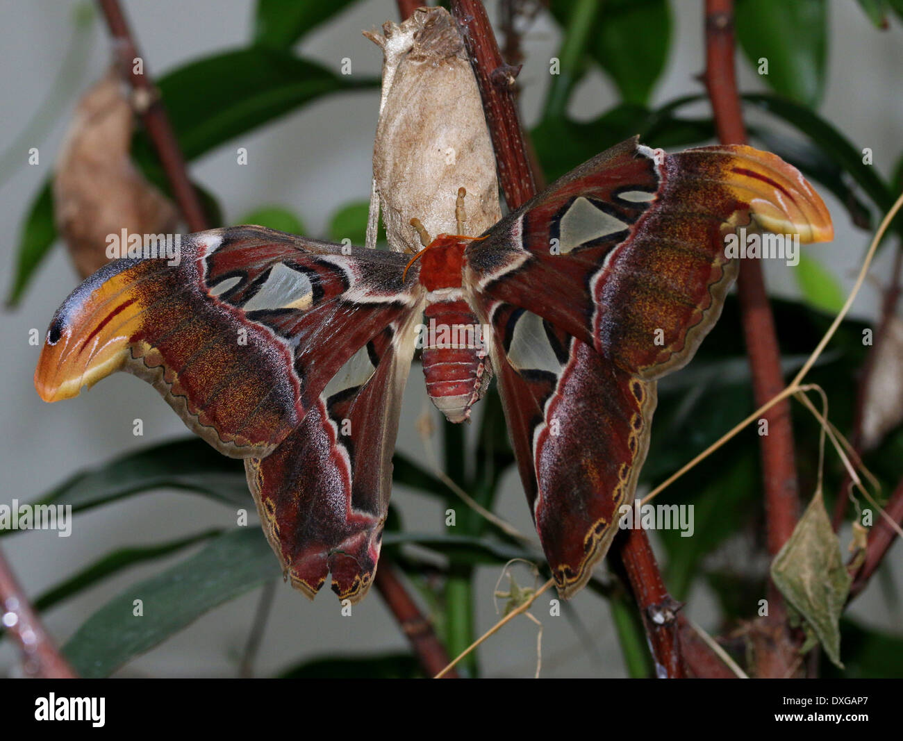 Giant atlas moths attacus atlas hi-res stock photography and images - Alamy