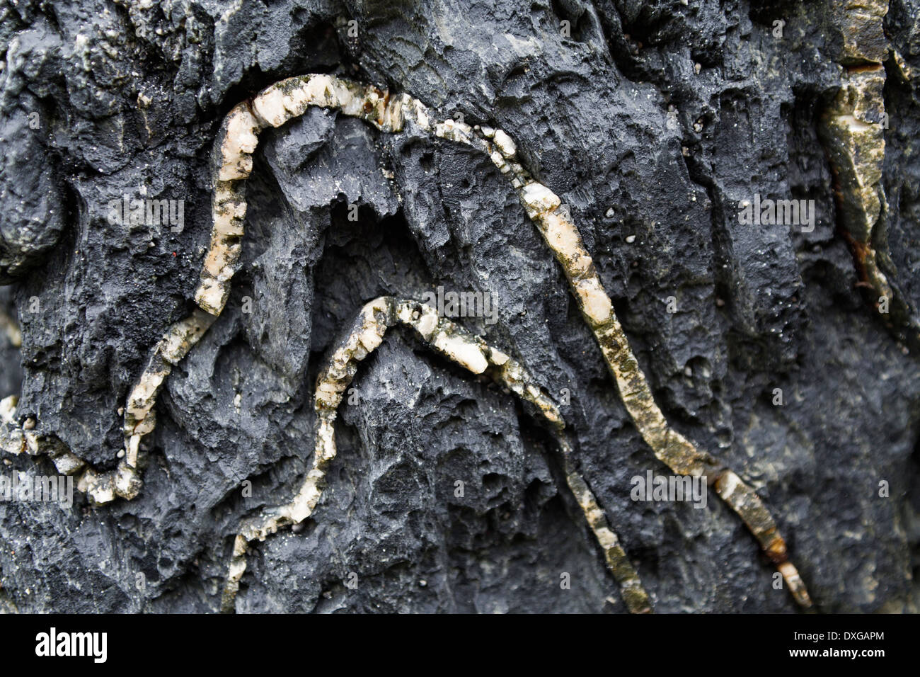 Close up of quartz lines in black metamorphic rock of Rhinns Complex ...