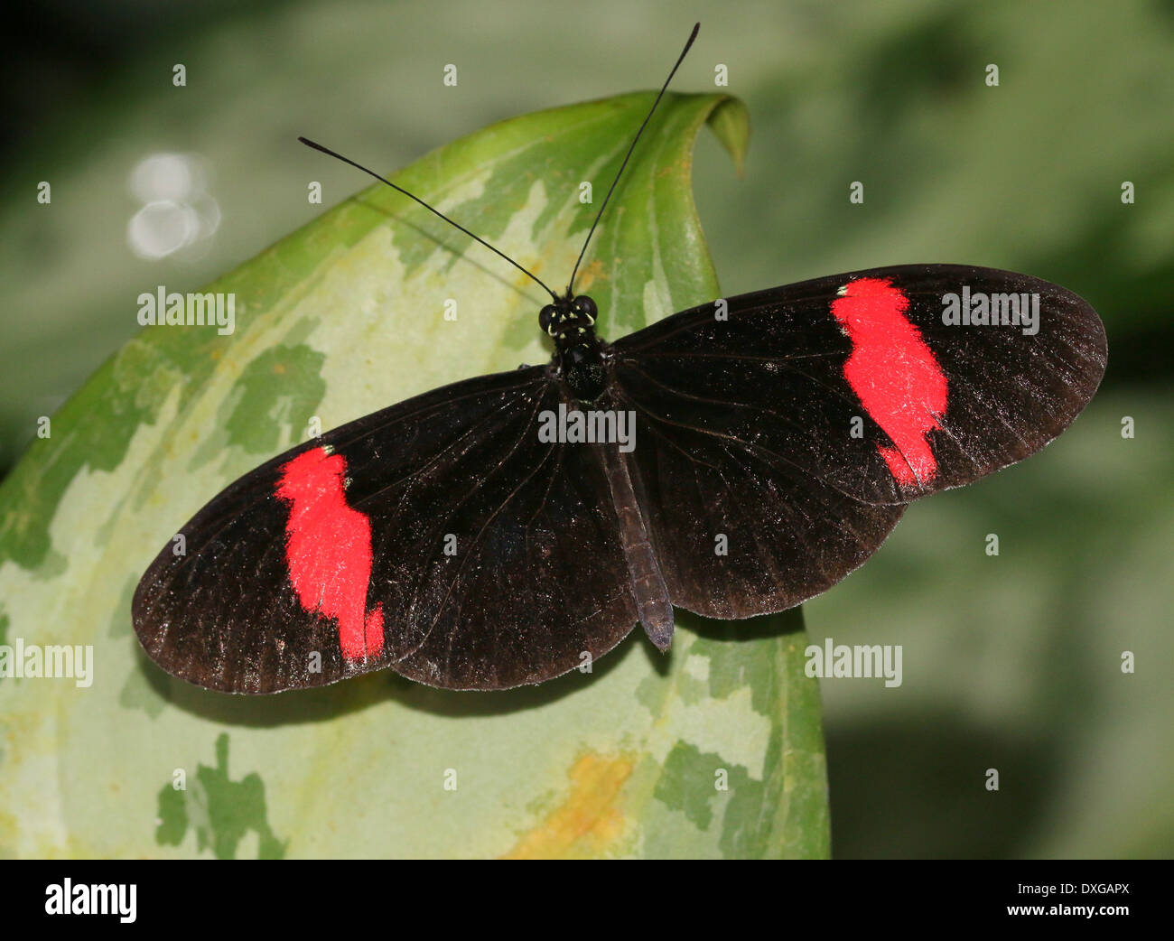 Postman Butterfly or Common Postman (Heliconius melpomene), 20 images ...