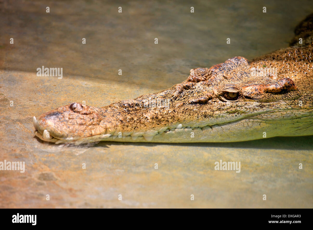 Muzzle alligator crocodile hi-res stock photography and images - Alamy