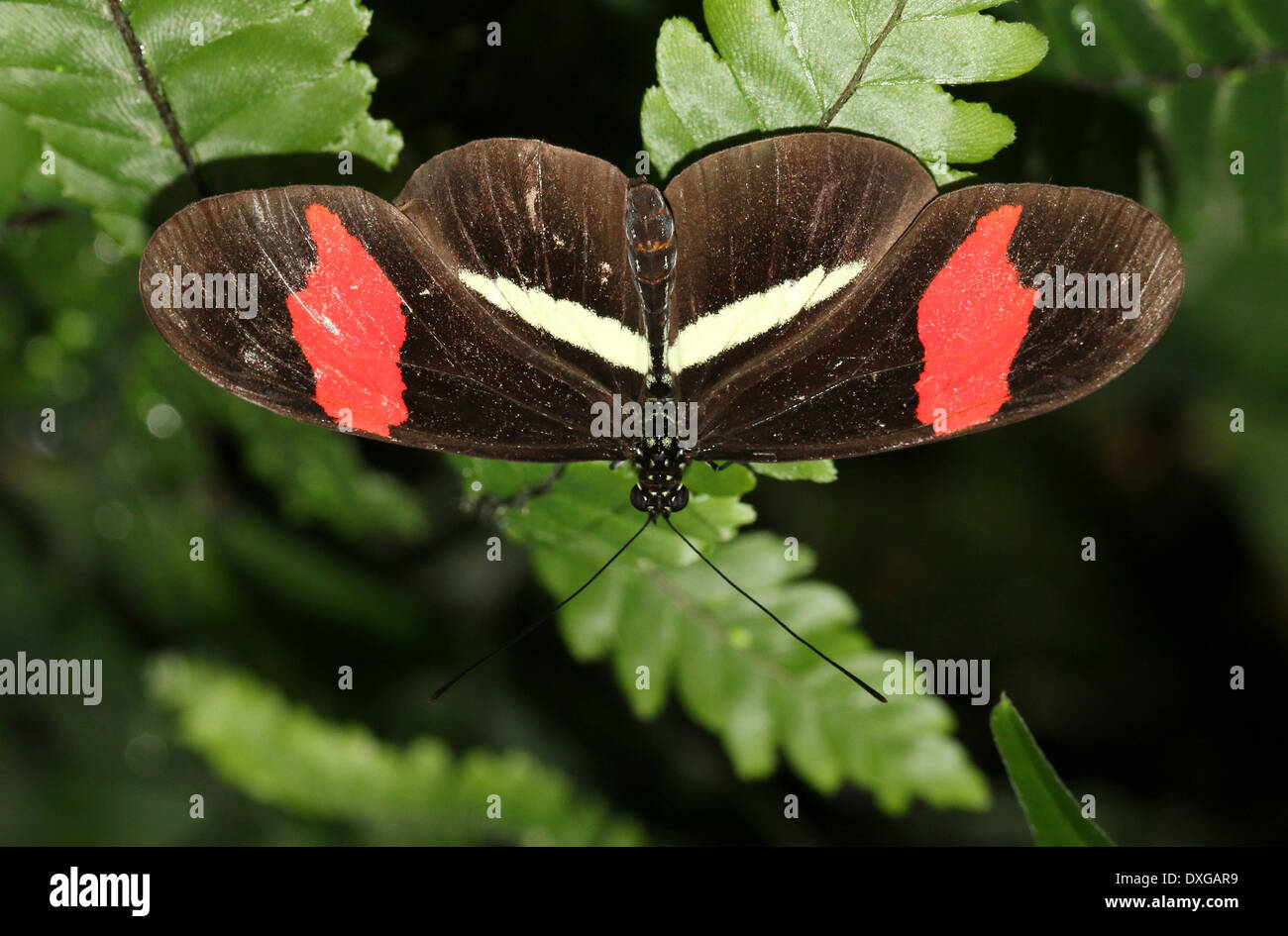 Postman Butterfly, Common Postman (Heliconius melpomene), 20 images in ...