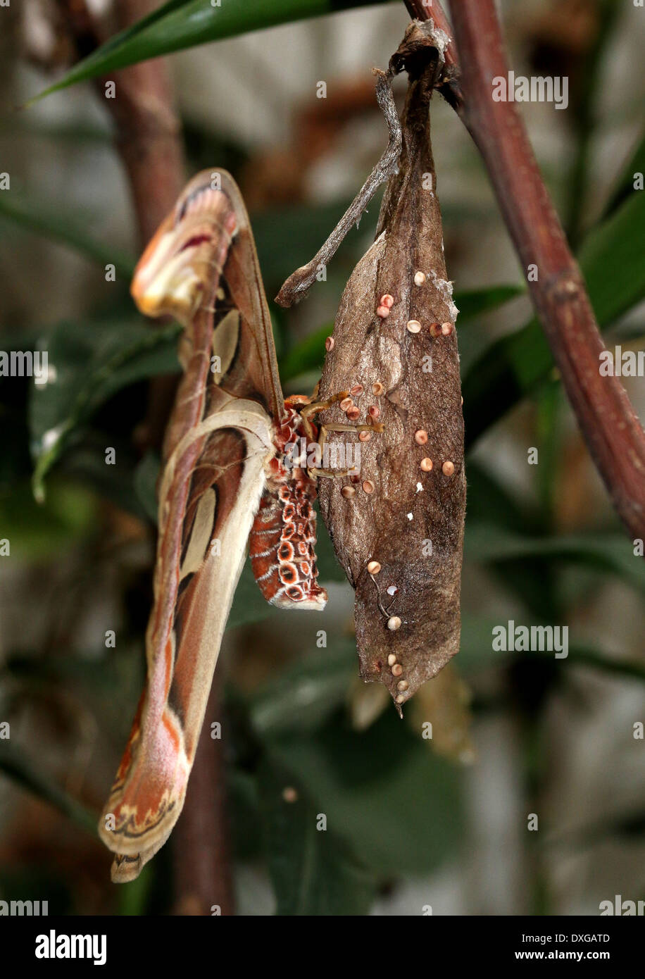 World's largest Atlas moth (Attacus atlas) close-up, clinging to its ...