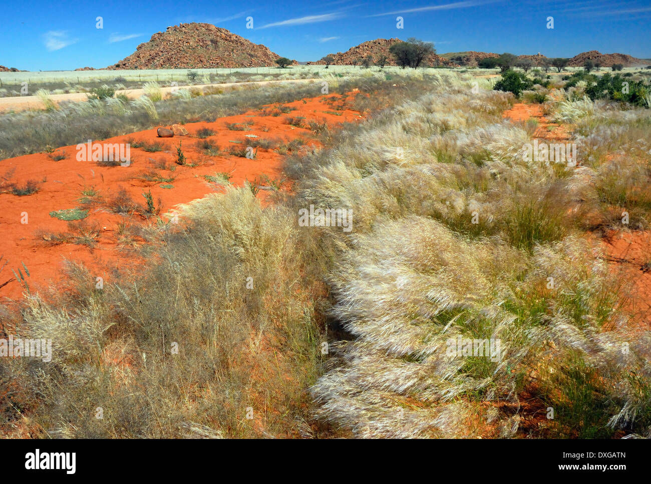 Sun bleached veld grasses and red sands, southern Namibia Stock Photo ...