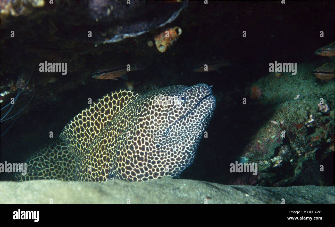 Honeycomb Moray Eel in cave at Ponta do Ouro, Mozambique Stock Photo ...