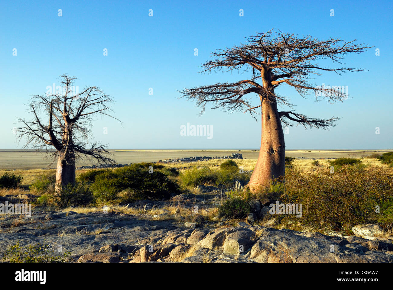 Baobab trees on granite rocks at Kubu Island on the edge of Sowa Pan in ...