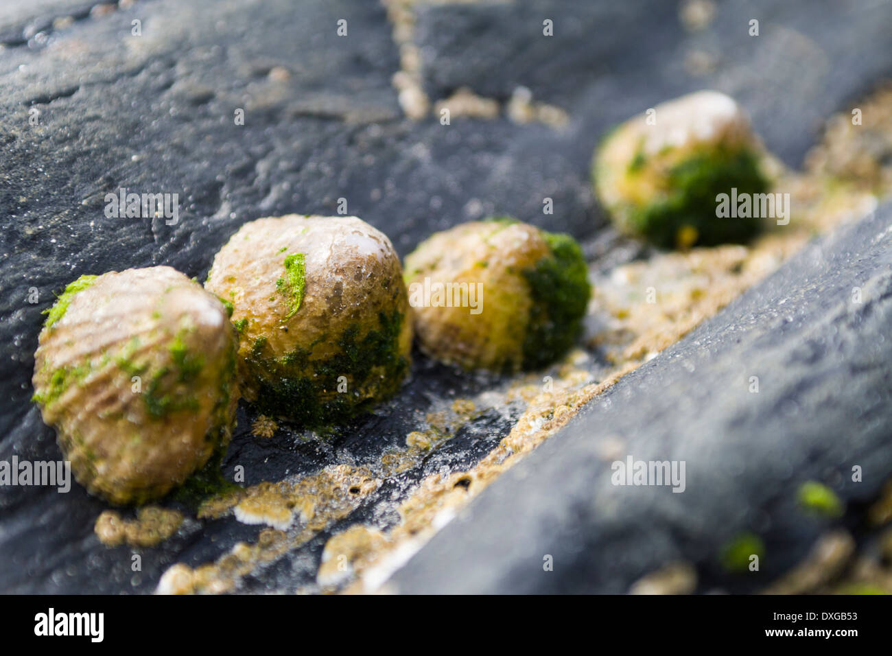 Limpets and barnacles on black metamorphic rock, Isle of Islay, Inner ...