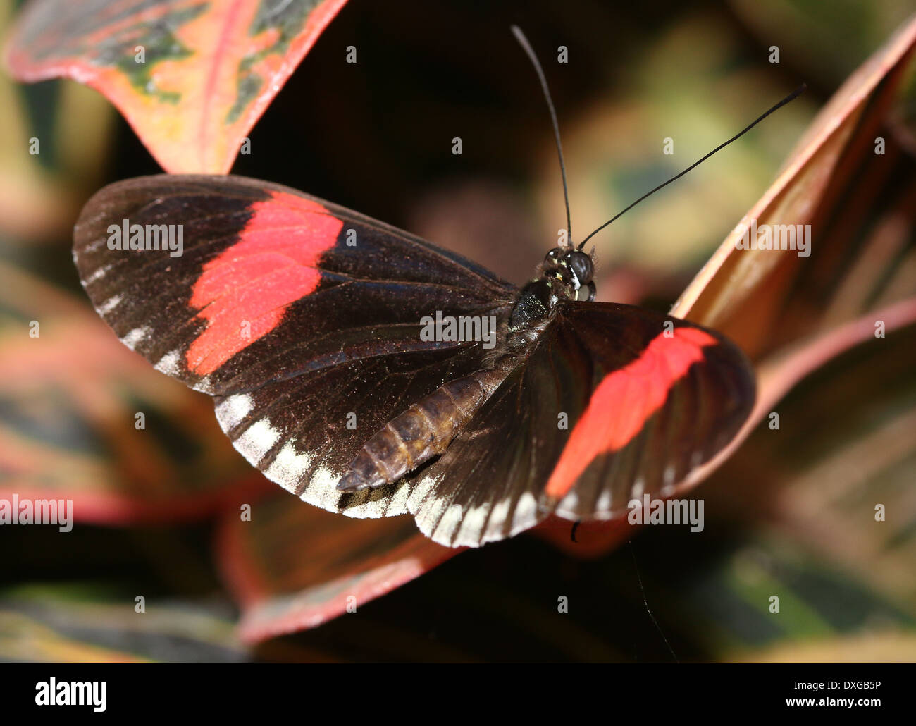 Postman Butterfly or Common Postman (Heliconius melpomene), 20 images ...