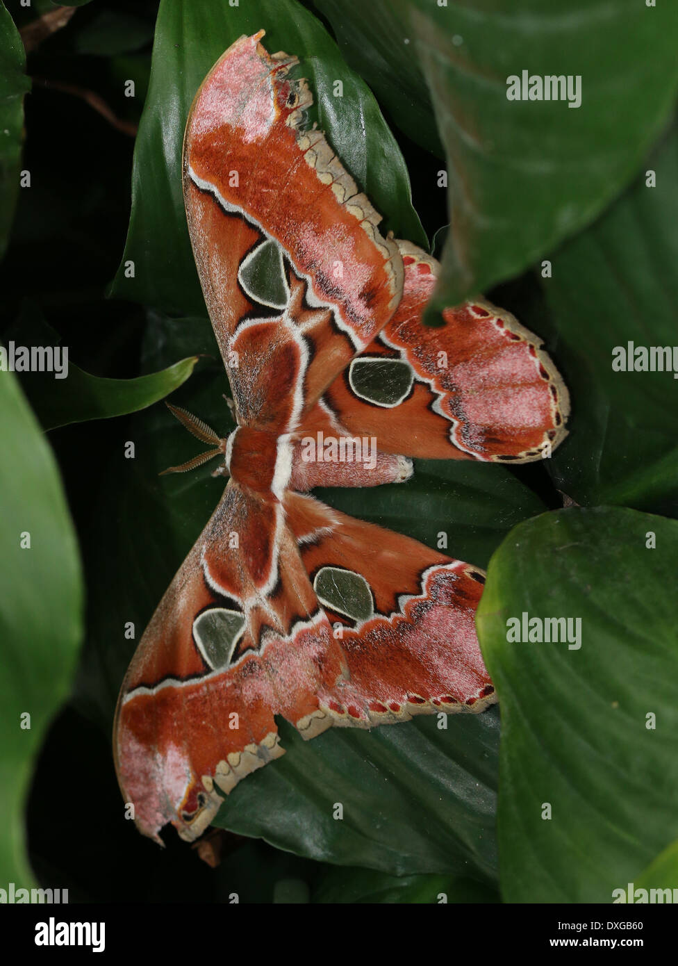 Moth attacus atlas hi-res stock photography and images - Alamy