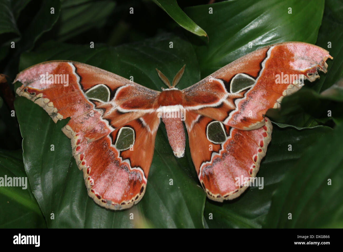 Atlas moth (Attacus atlas) close-up Stock Photo - Alamy