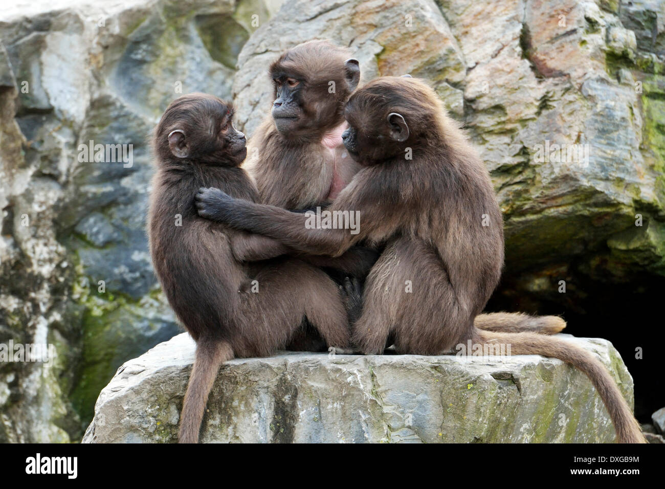 Three Animals Hugging