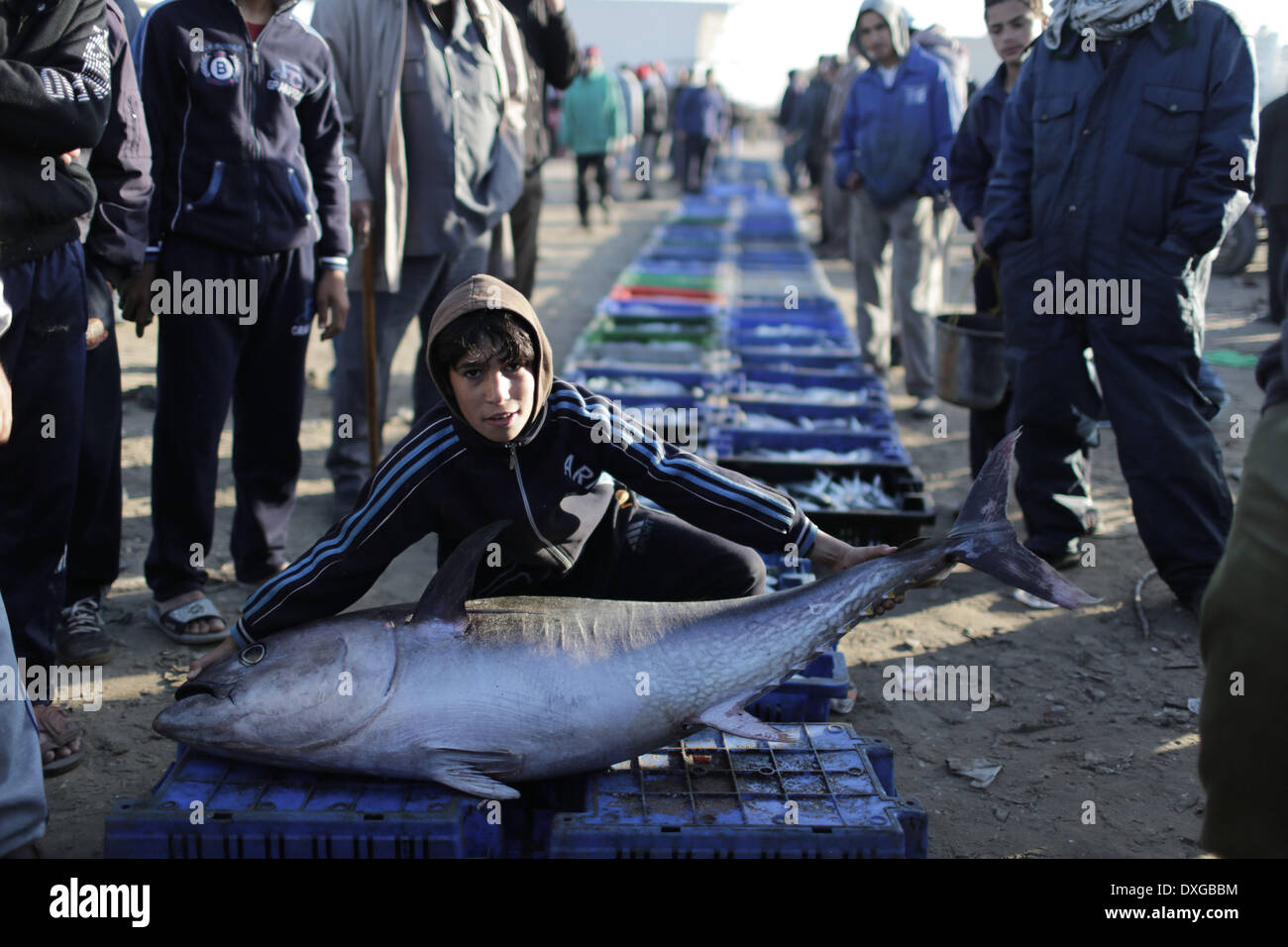 Gaza. 26th Mar, 2014. A Palestinian fisherman displays fish for sale ...