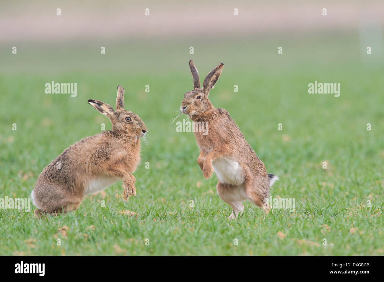 Leaping Hare Stock Photos & Leaping Hare Stock Images - Alamy