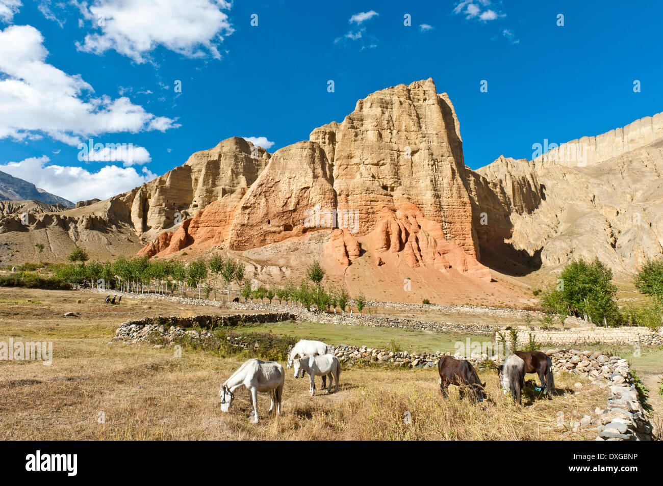 Animal erosion hi-res stock photography and images - Alamy