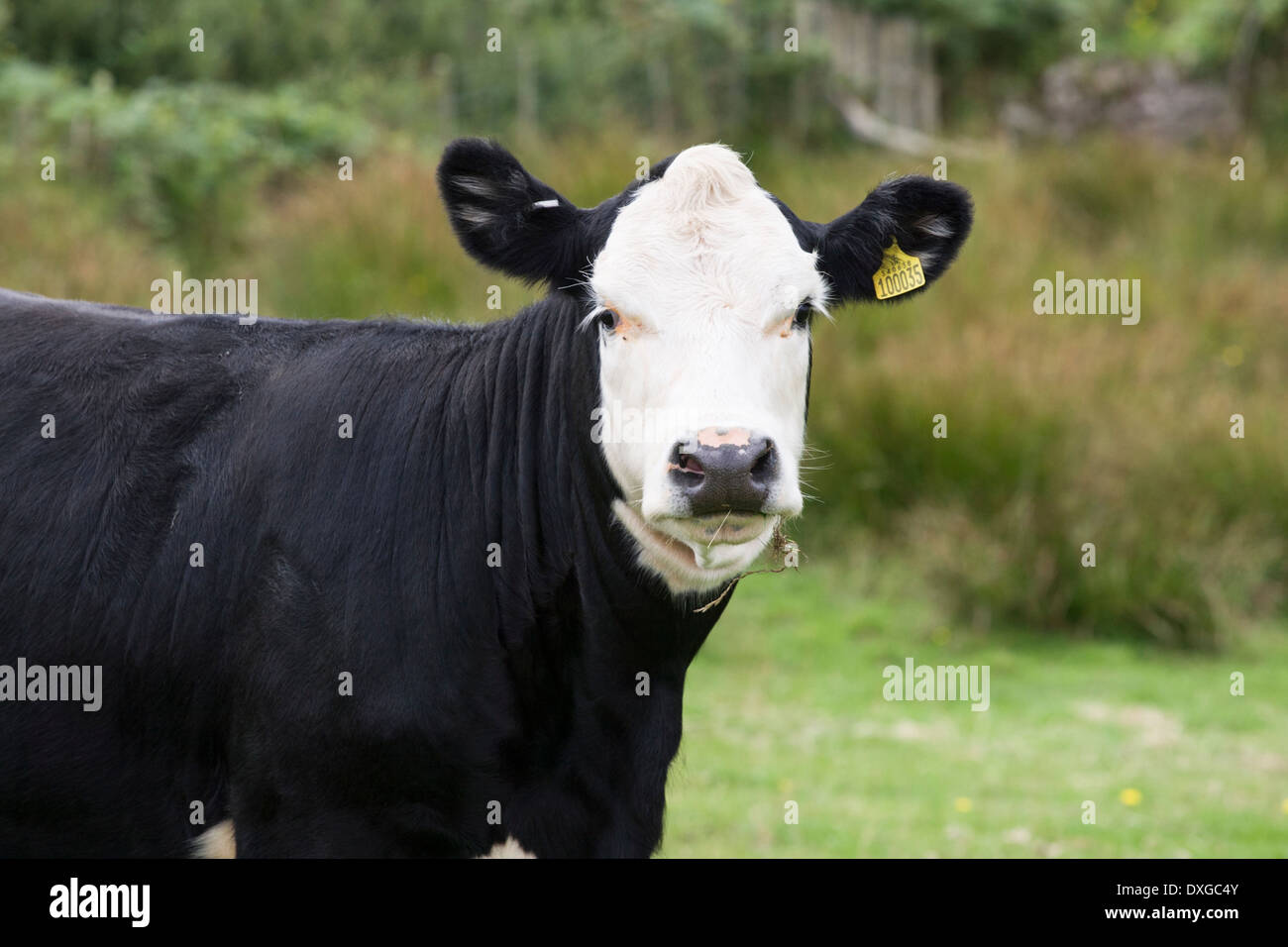 Cow with yellow ear tag, Isle of Islay, Inner Hebrides, Scotland Stock ...