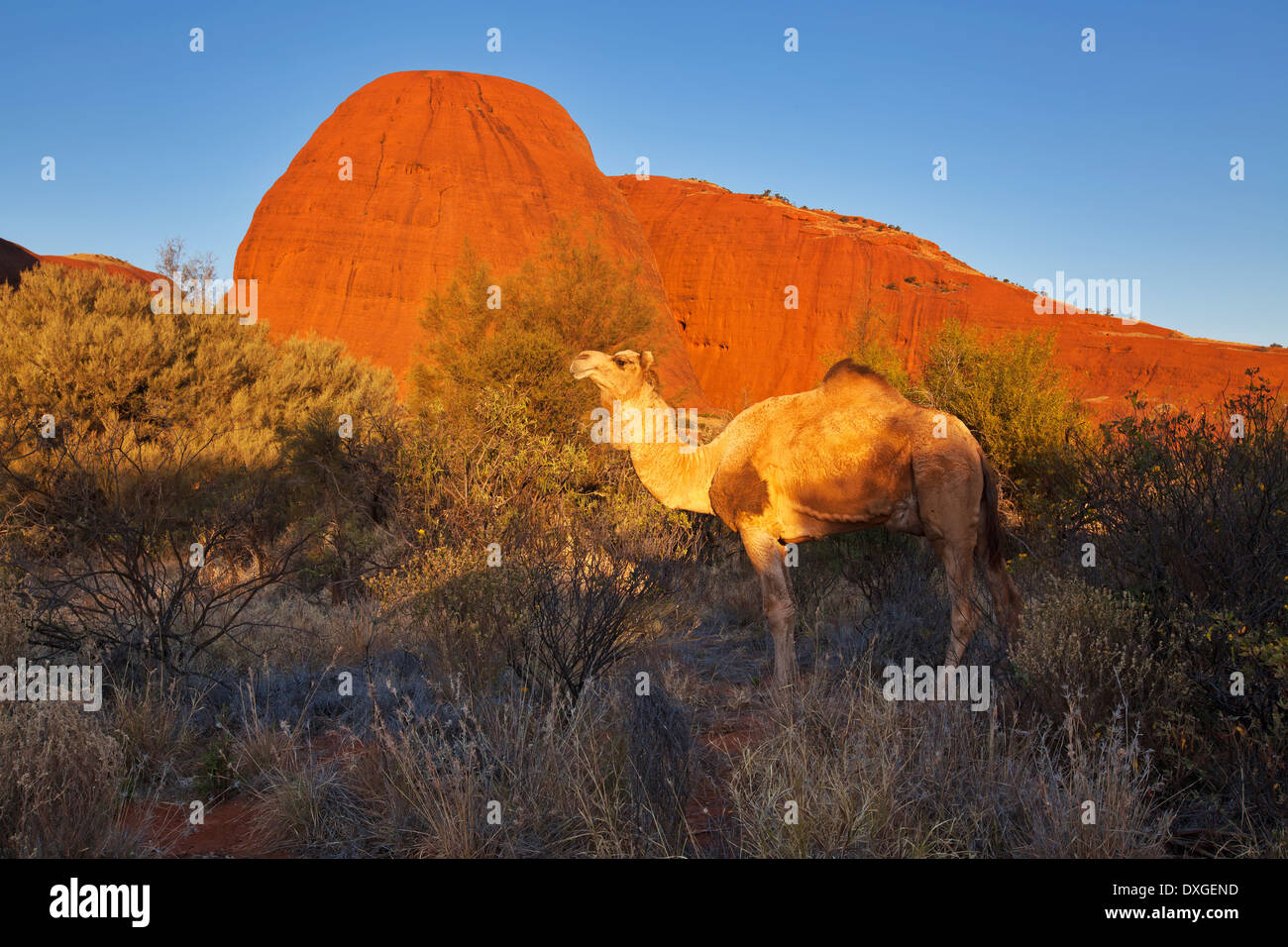 Australian camel hi-res stock photography and images - Alamy