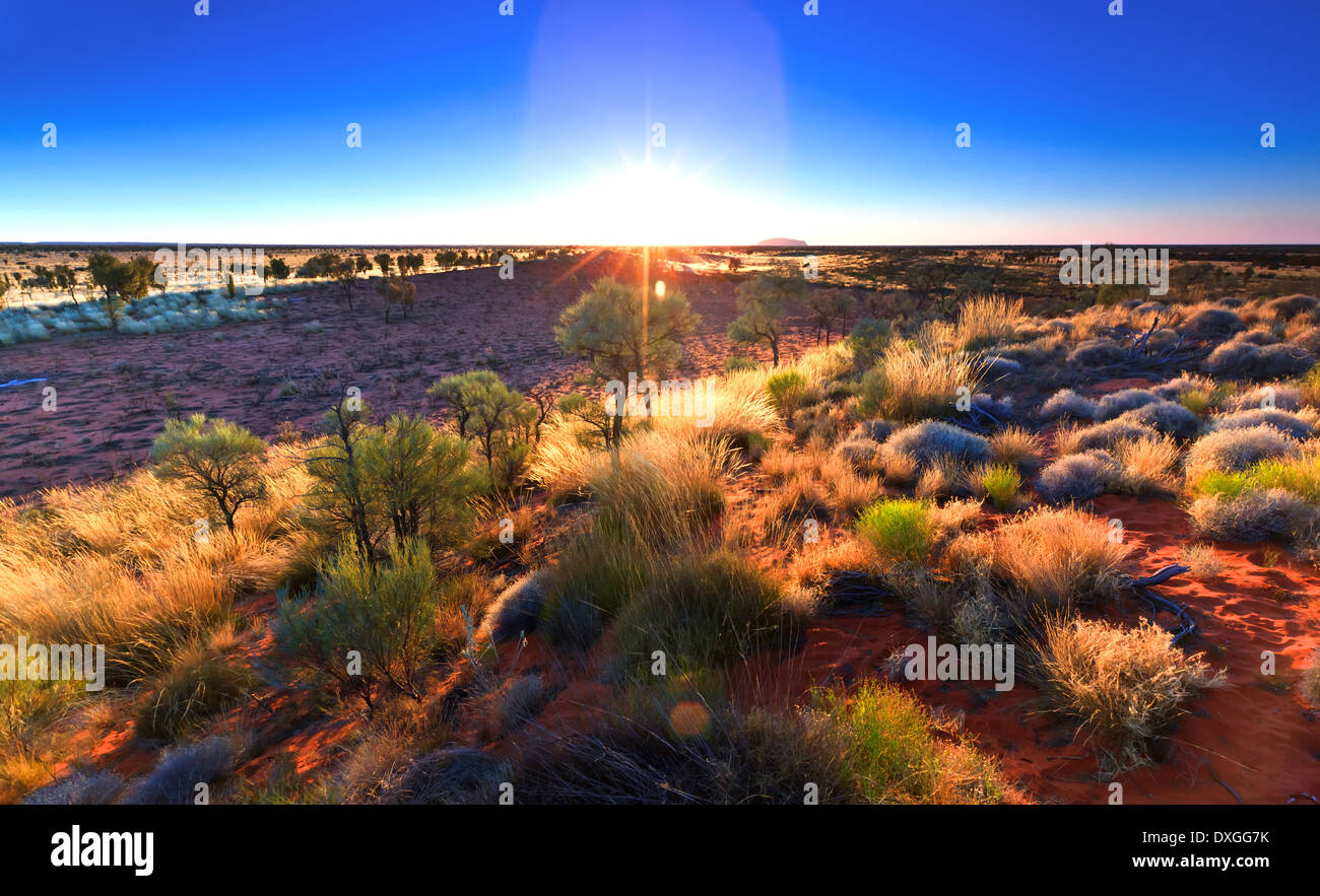 outback salt bush spinafex grass Central Australia Northern Territory ...