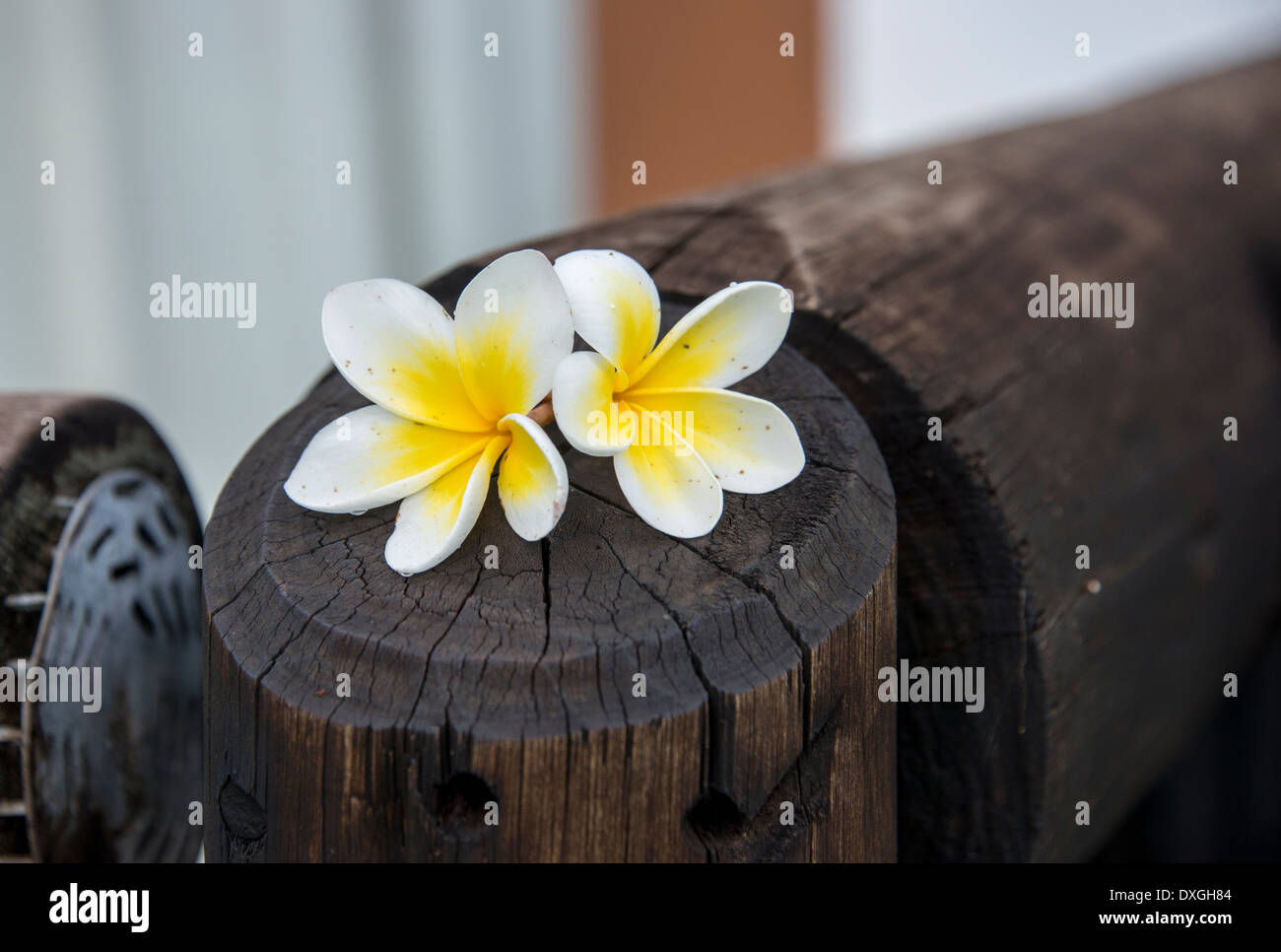 Yellow tropical flowers hi-res stock photography and images - Alamy