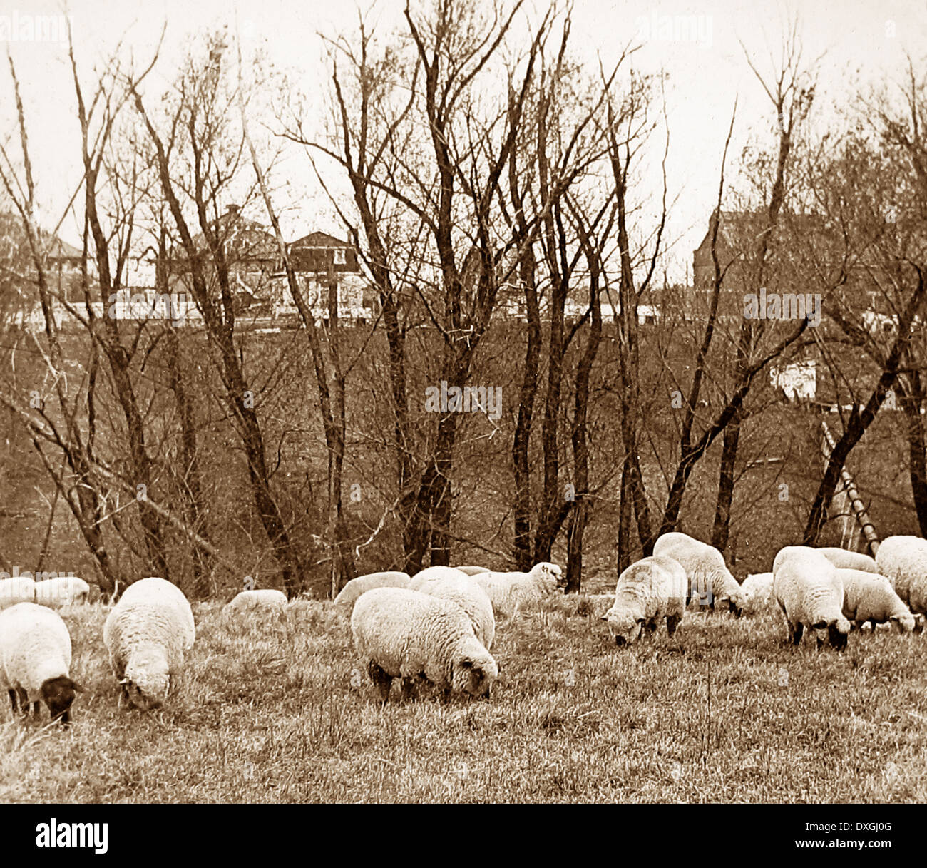 Victorian farm sheep hi-res stock photography and images - Alamy