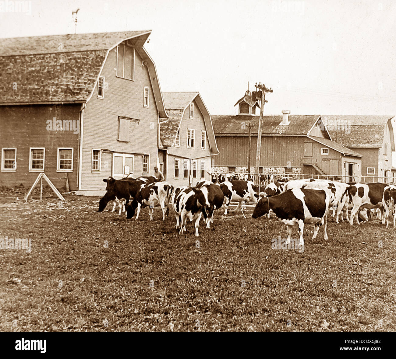 Holstein cattle Lakemills Wisconsin USA early 1900s Stock Photo - Alamy
