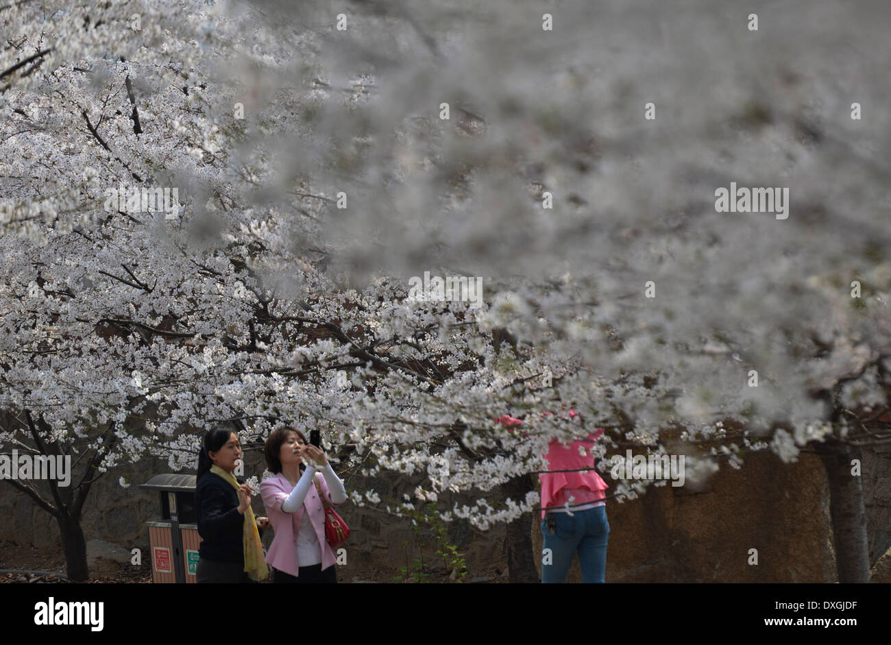 Binzhou, China's Shandong Province. 26th Mar, 2014. Tourists take ...